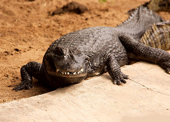 短吻鳄科 Alligatoridae 蓝色动物学（中国动物学科普）